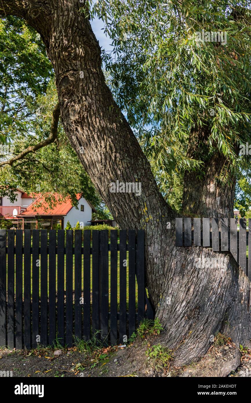 Big tree growing in fence Stock Photo - Alamy