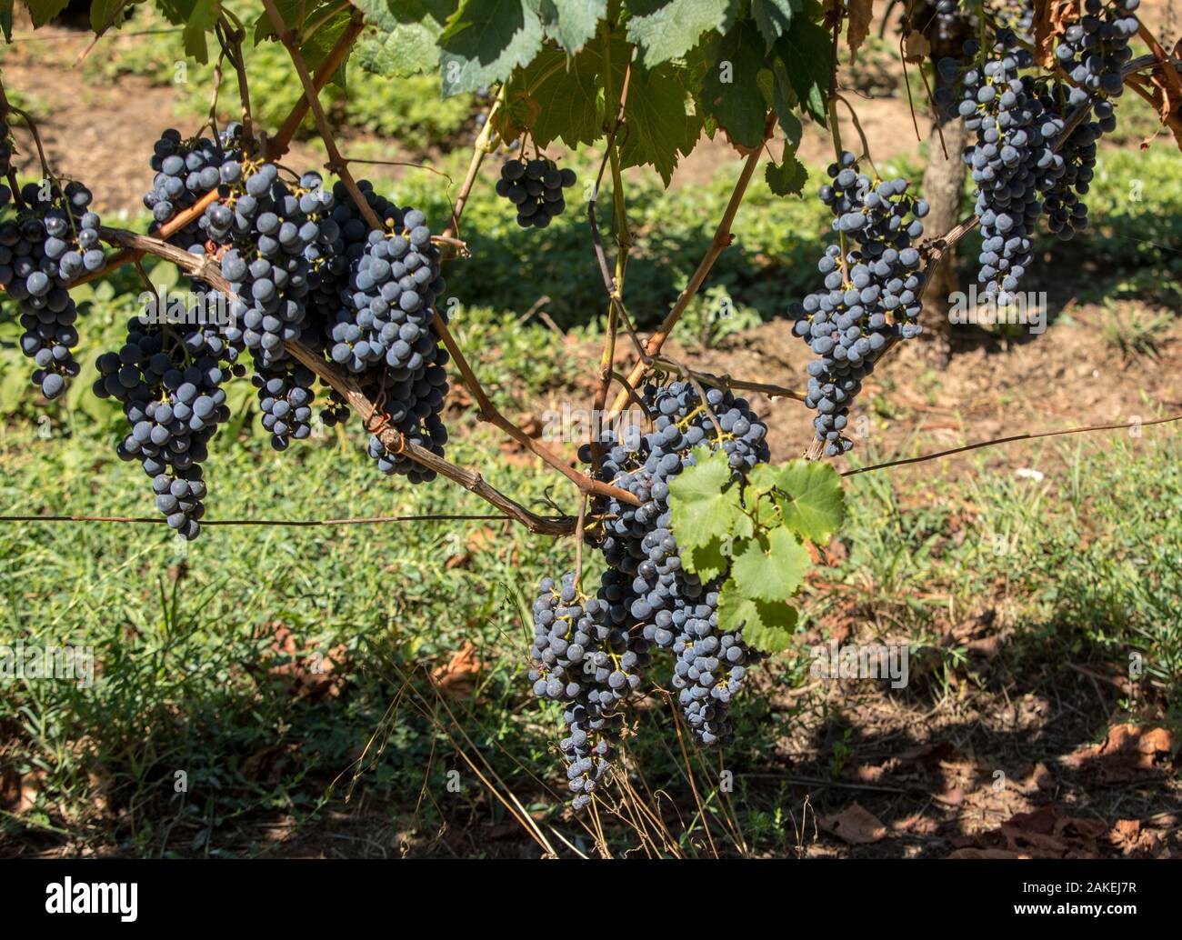 Red wine grapes ready to harvest and wine production. Saint Emilion ...