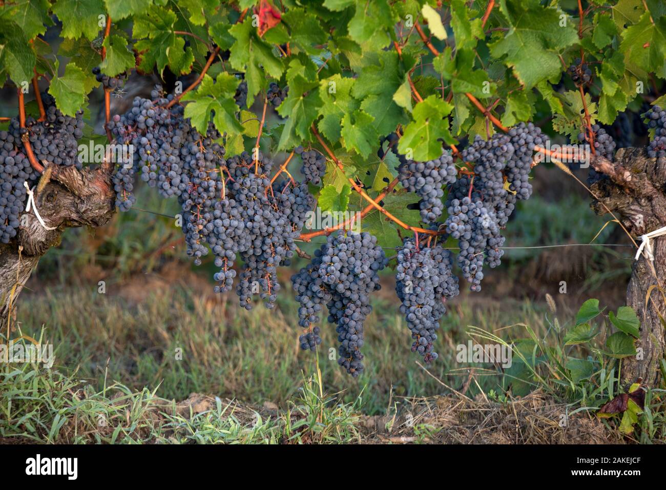 Red wine grapes ready to harvest and wine production. Saint Emilion ...