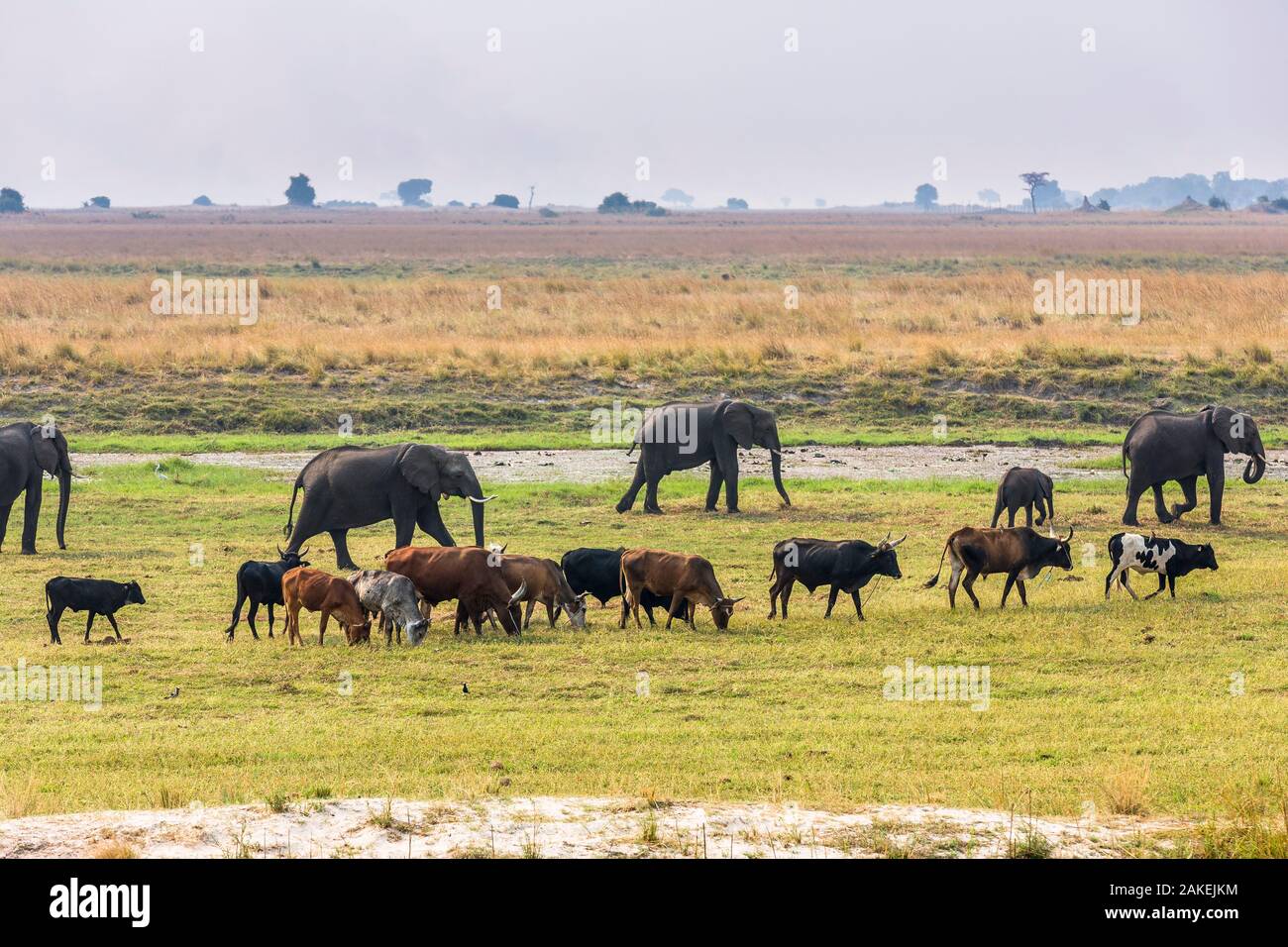 African grazing animals hi-res stock photography and images - Alamy