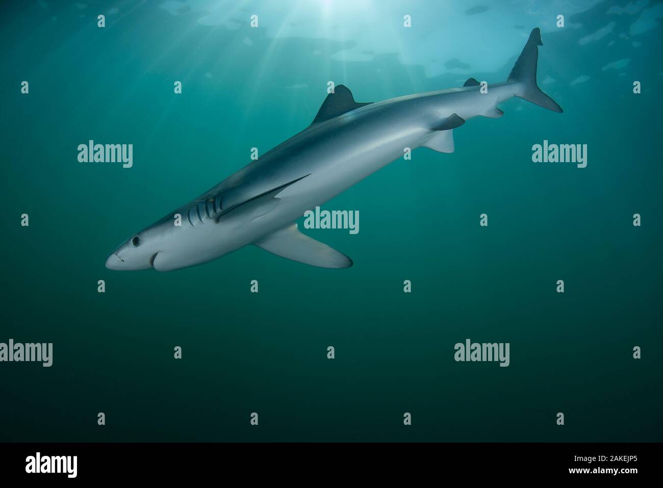 Blue shark (Prionace glauca) female off the coast of Portugal. August ...