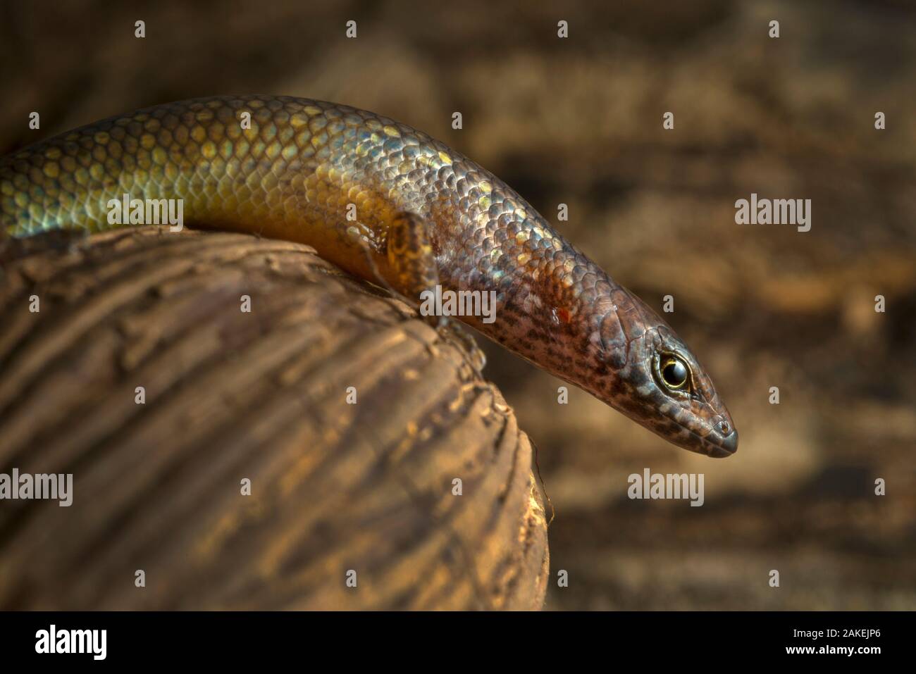 Guinea lidless skink (Panaspis africanus) Principe Island, UNESCO ...