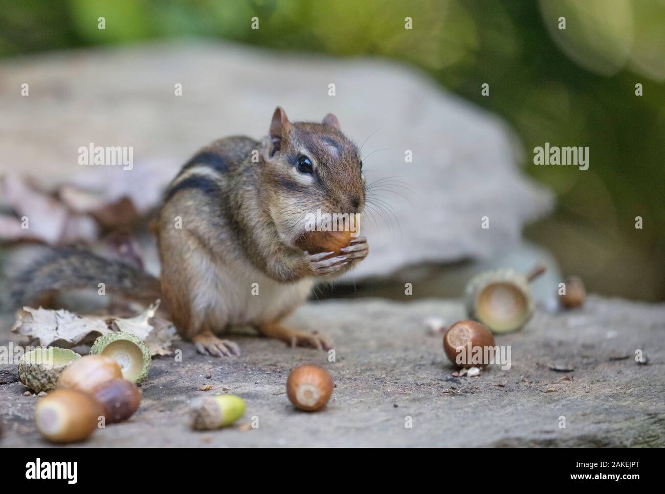 Cheek Pouch High Resolution Stock Photography and Images - Alamy