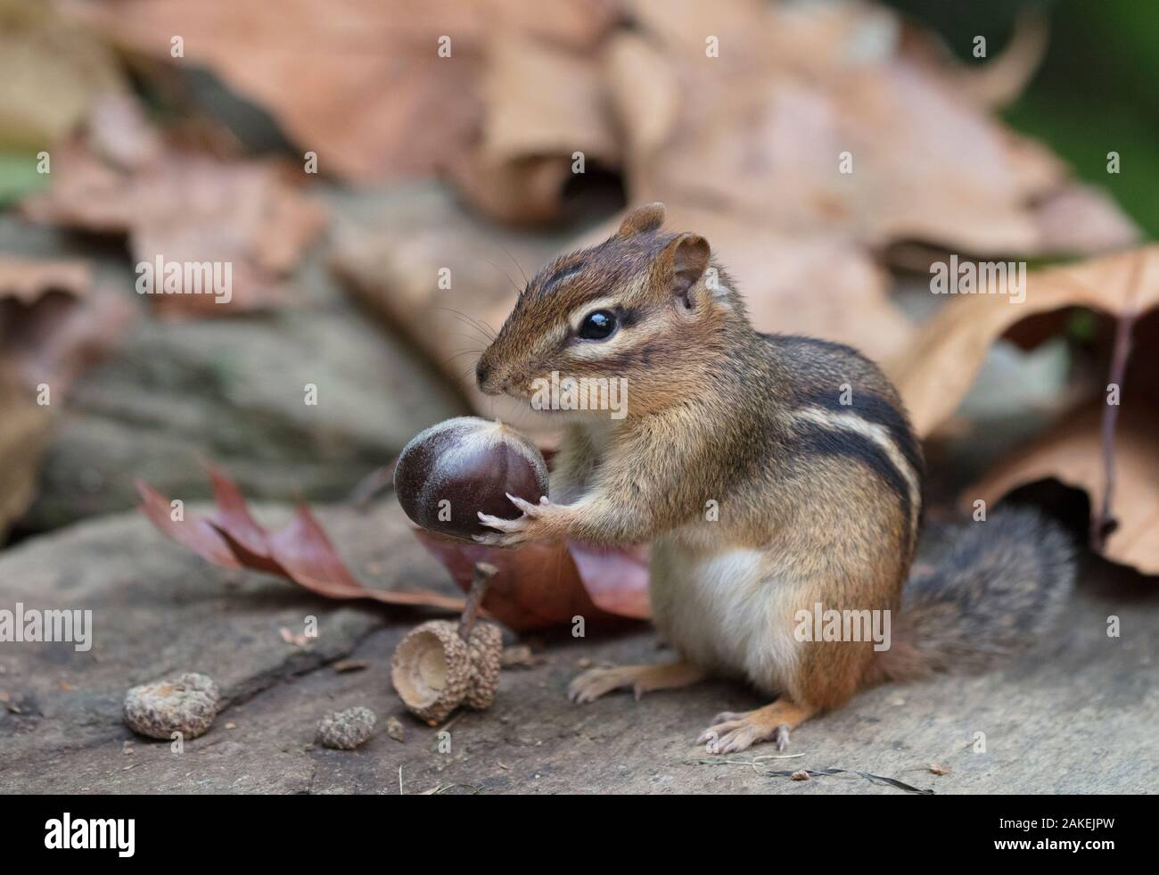 Eastern chipmunk (Tamias striatus) gathering chestnuts, Chestnut Hill ...