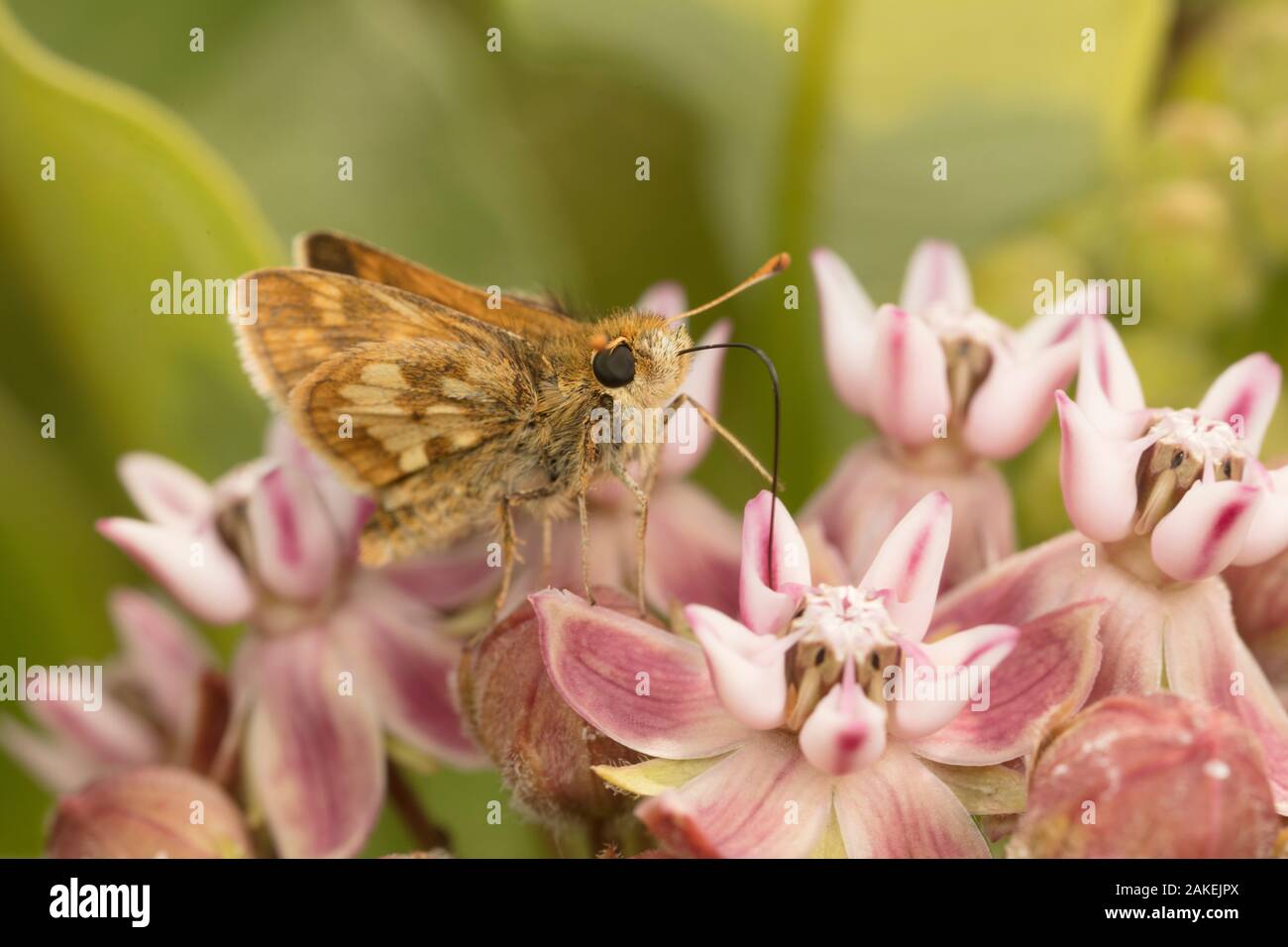 Peck's skipper butterfly (Polites peckius) feeding on flowers ...