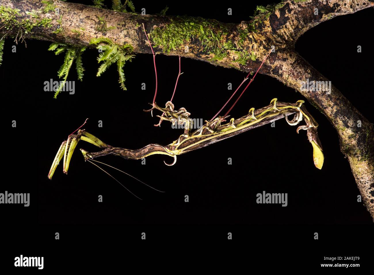 Spiky flower-mimic stick insect (Toxodera berieri) active at night ...