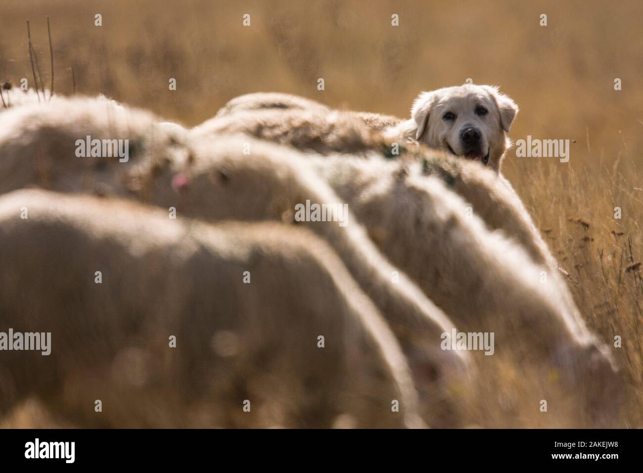 Maremma Sheepdog with sheep, Gran Sasso National Park, Abruzzo, Italy ...