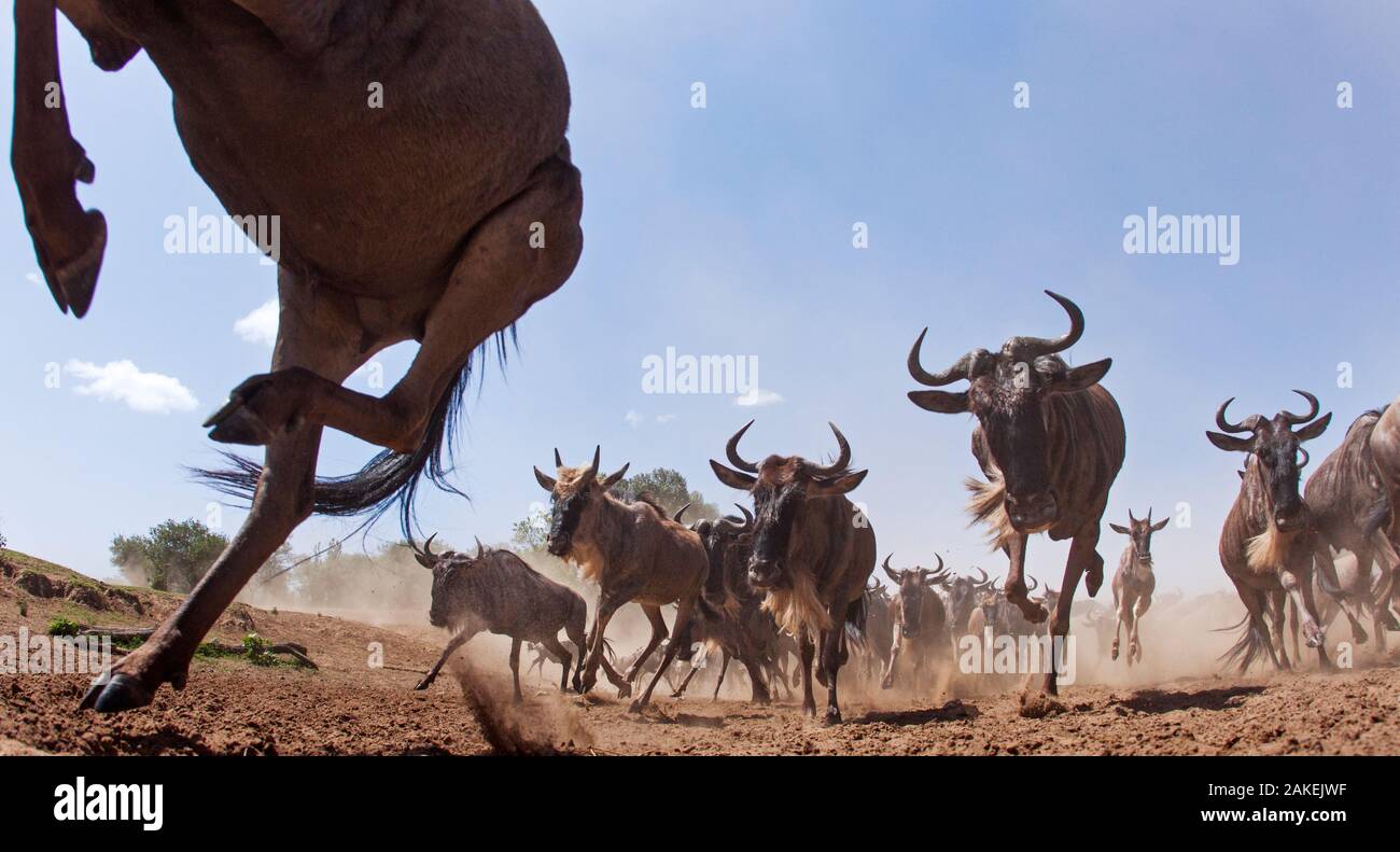 Eastern White-bearded Wildebeest (Connochaetes taurinus) herd on the ...