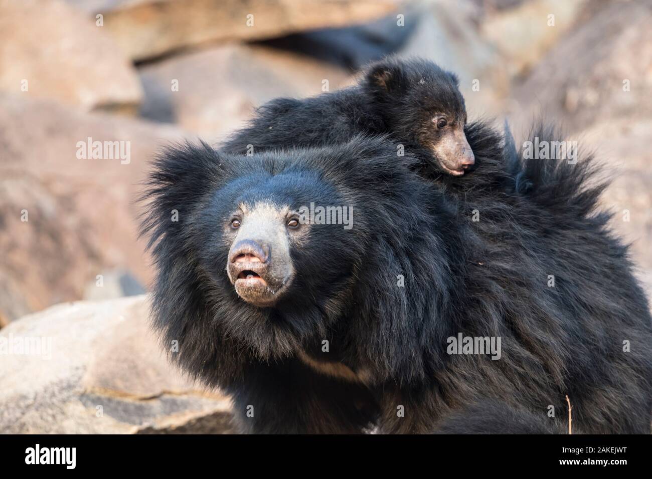 Sloth bear (Melursus ursinus) mother with cub on her back, Daroiji Bear ...