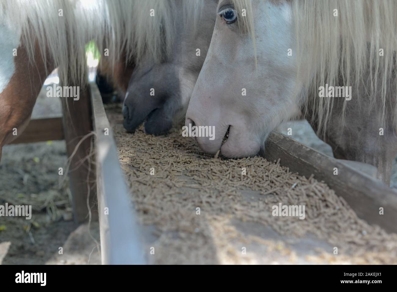 Horses feeding in barn on farm Stock Photo - Alamy