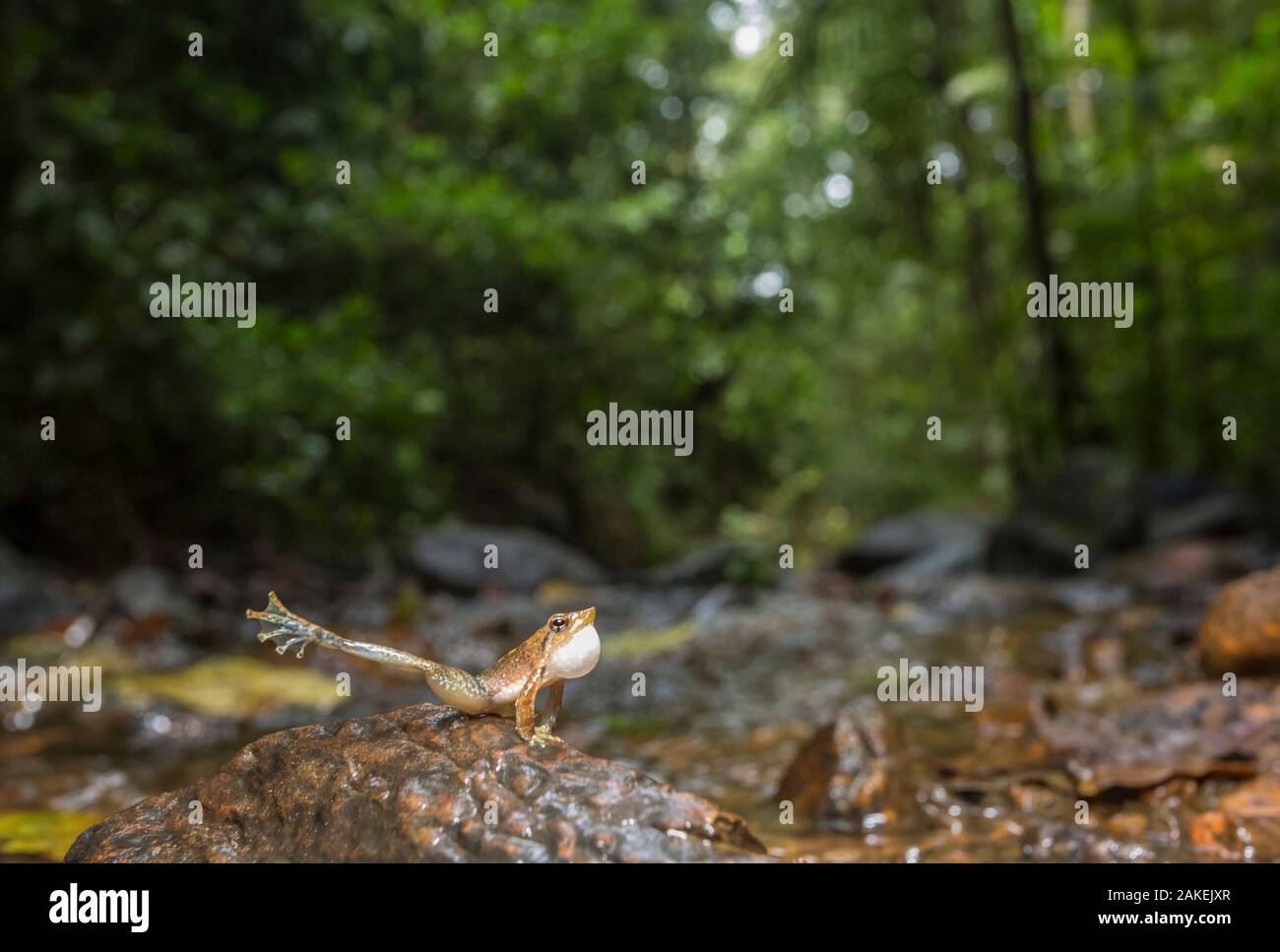 Dancing frog hi-res stock photography and images - Alamy