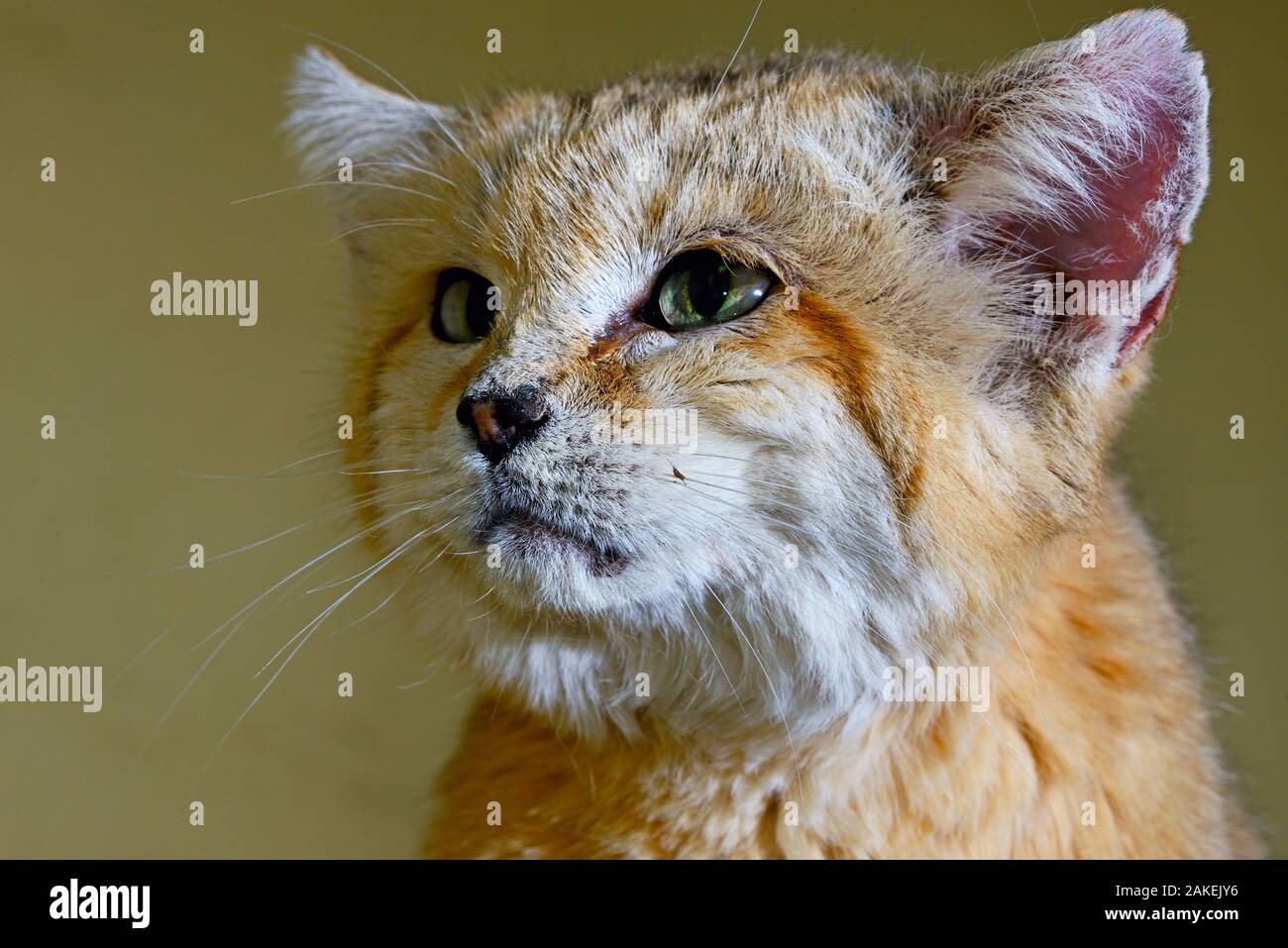Sand cat (Felis margarita) portrait captive, occurs in Asia from ...
