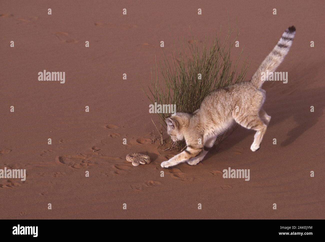 Sand cat (Felis margarita) attacking a Common viper (Cerastes vipera ...