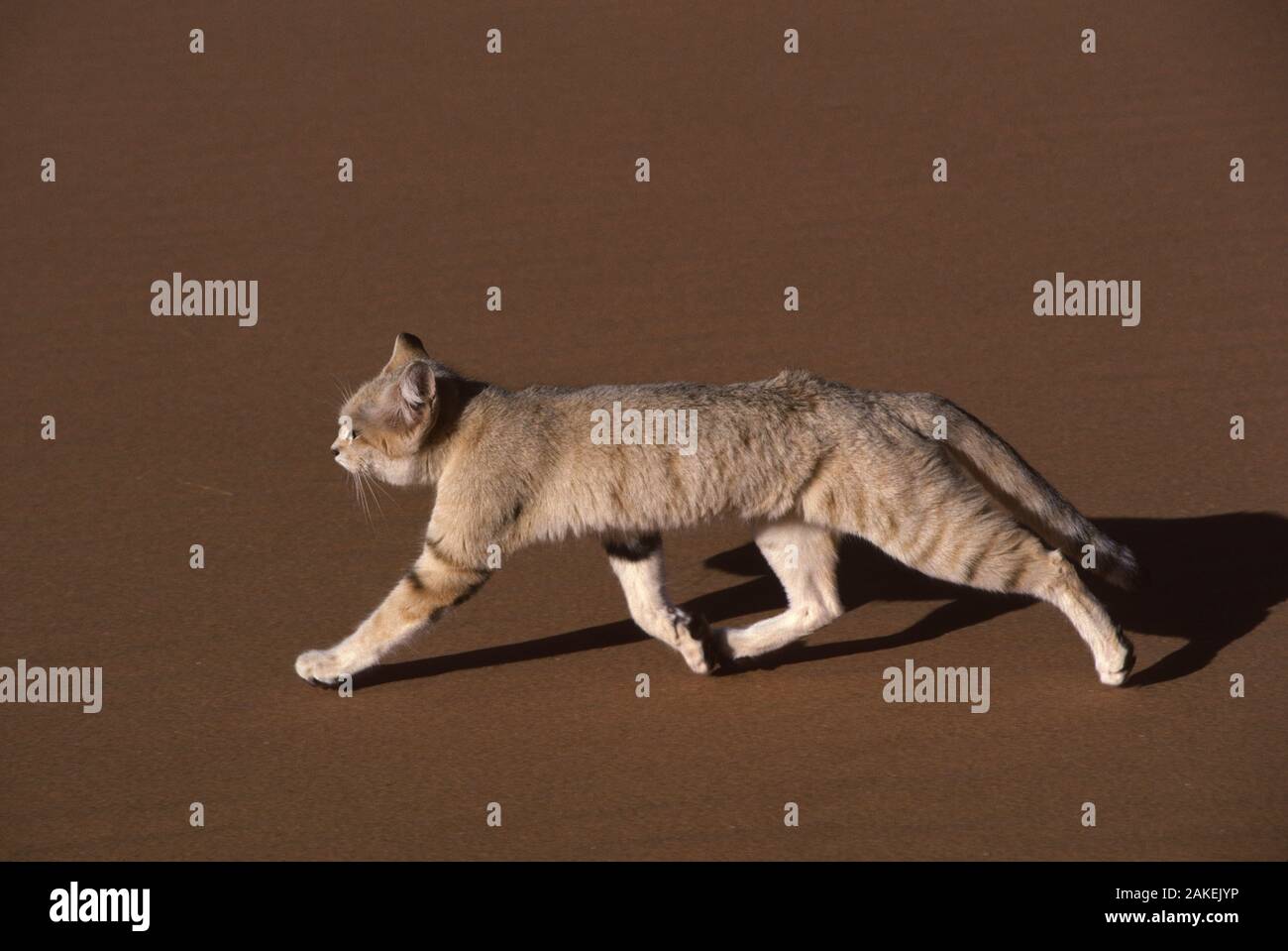 Sand cat (Felis margarita) female walking across territory, Tenere ...