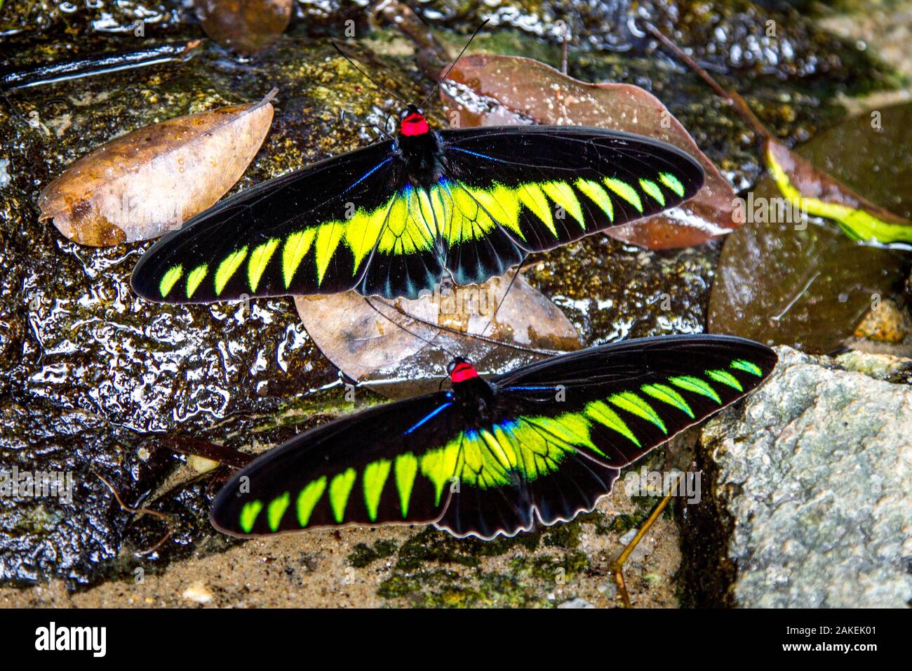 Raja brookes birdwing hi-res stock photography and images - Alamy