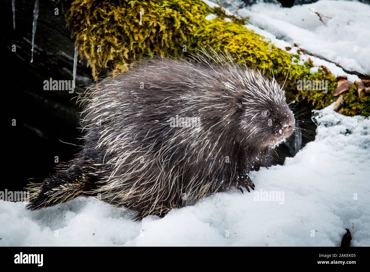 North american porcupine den hi-res stock photography and images - Alamy