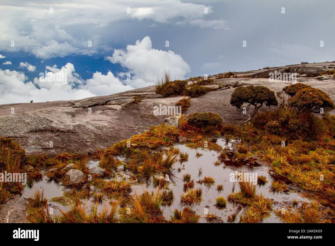 Sub-alpine vegetation on the granite rock close to the summit of Mount ...