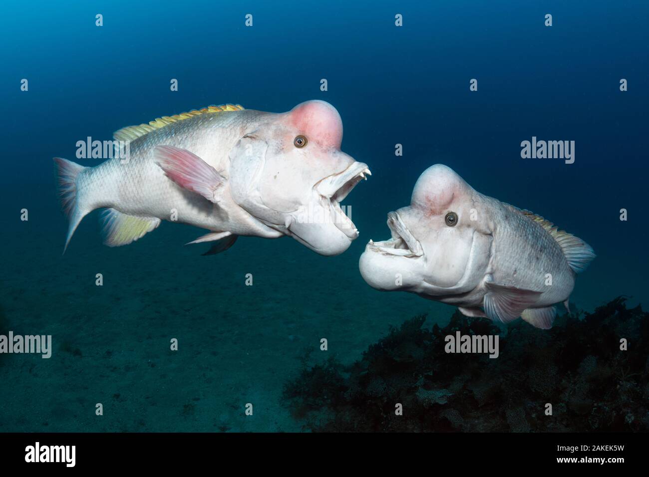Asian sheepshead wrasse hi-res stock photography and images - Alamy
