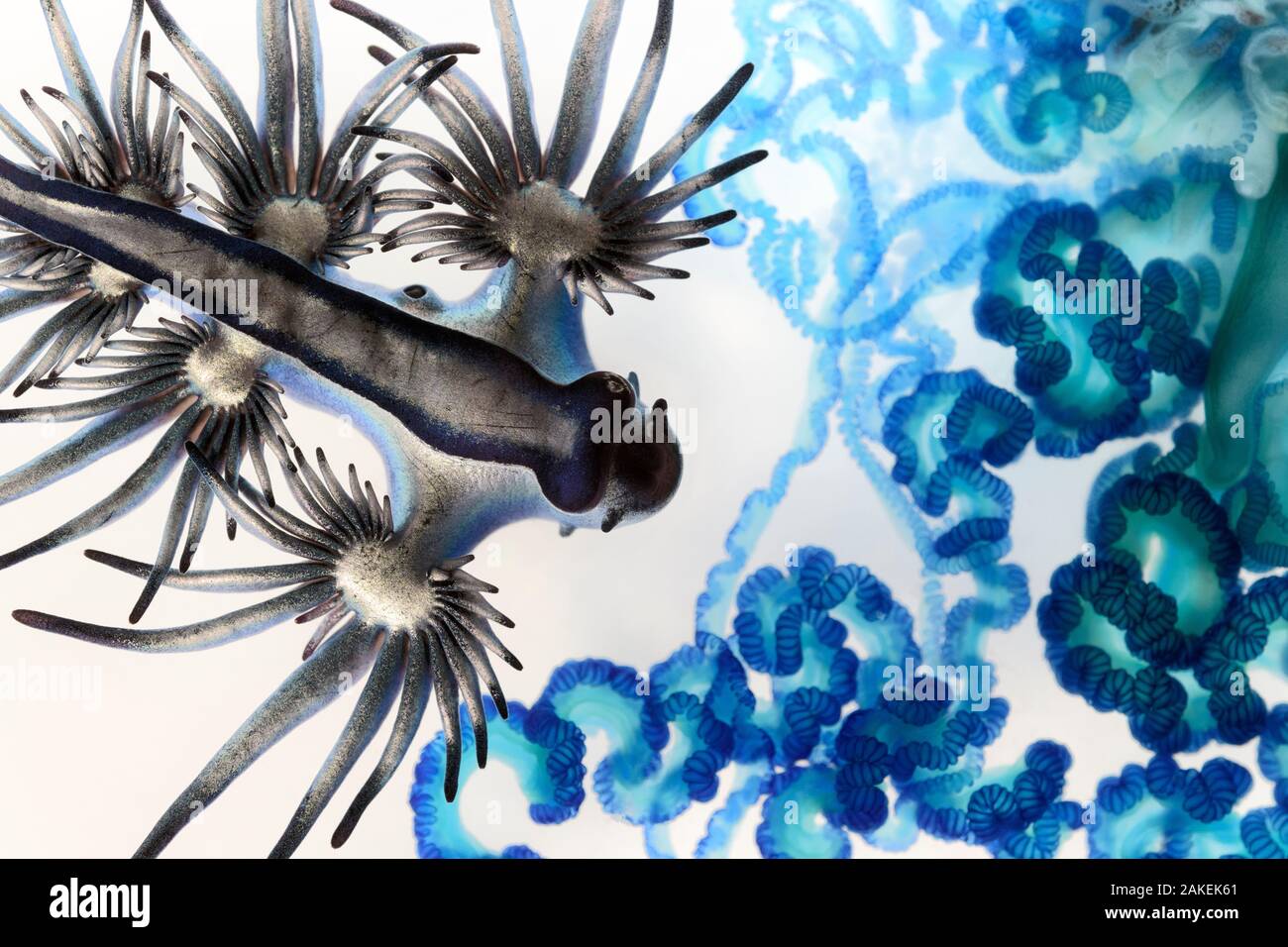 Blue sea slug (Glaucus atlanticus) approaching the venom-filled ...