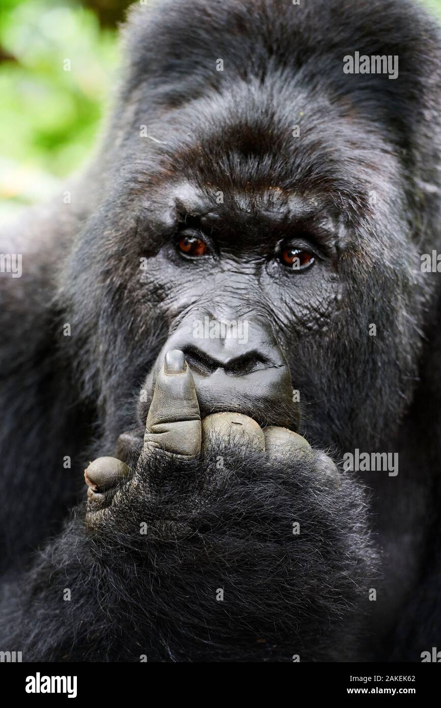 Mountain gorilla (Gorilla beringei beringei) silverback male with ...