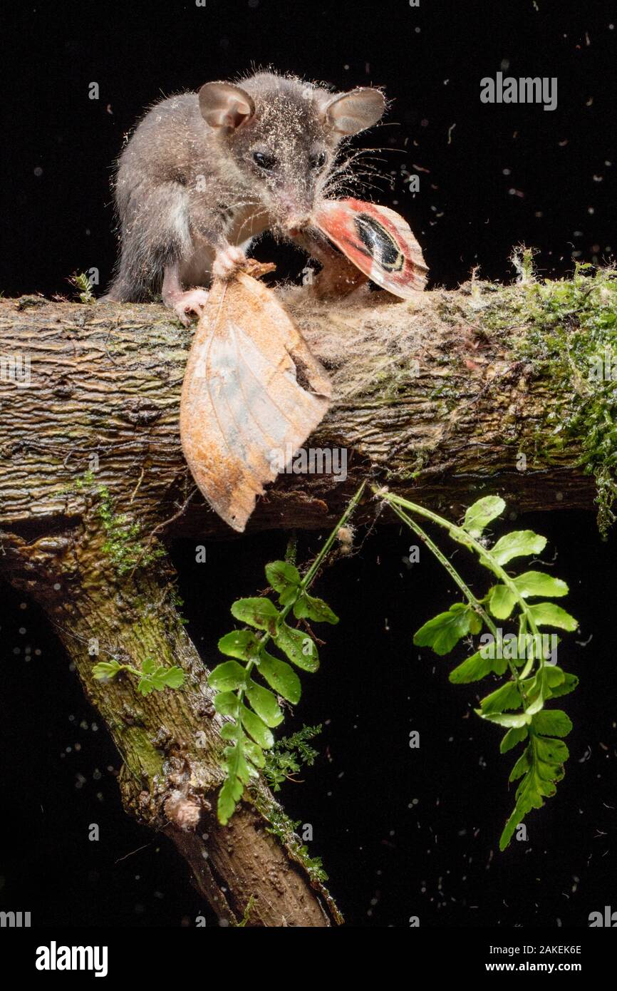 Juvenile Mouse opossum (Marmosops impavidus) feeding on moth, Pinas, El Oro, Ecuador Stock Photo ...