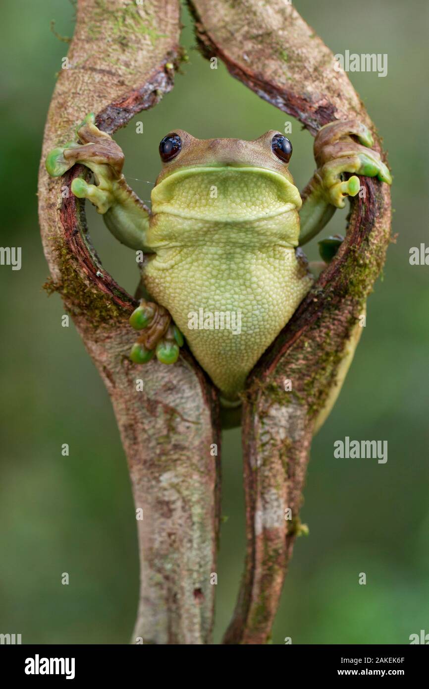 Milky tree frog (Trachycephalus typhonius) looking out through hole in ...
