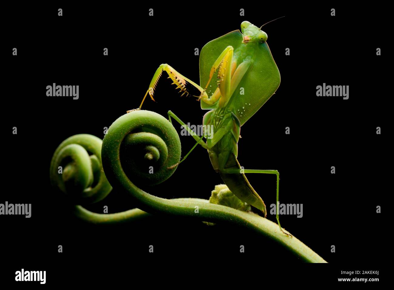Choeradodis sp hi-res stock photography and images - Alamy