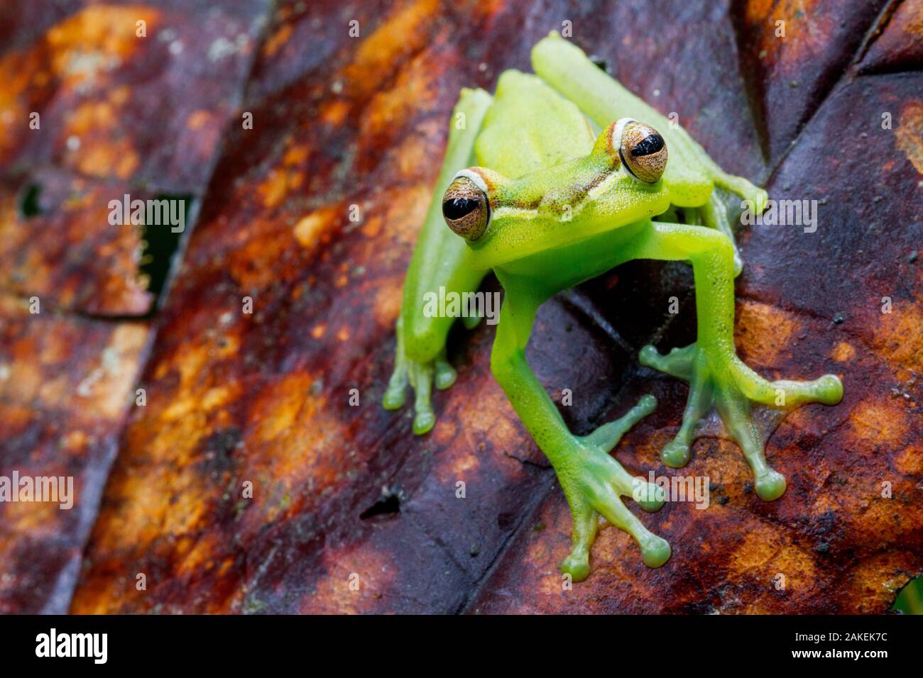 Palmar tree frog (Boana / Hypsiboas pellucens) on leaf, Canande ...