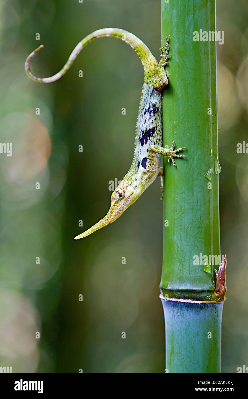 Pinocchio lizard (Anolis proboscis) male on stem, Mindo, Pichincha ...