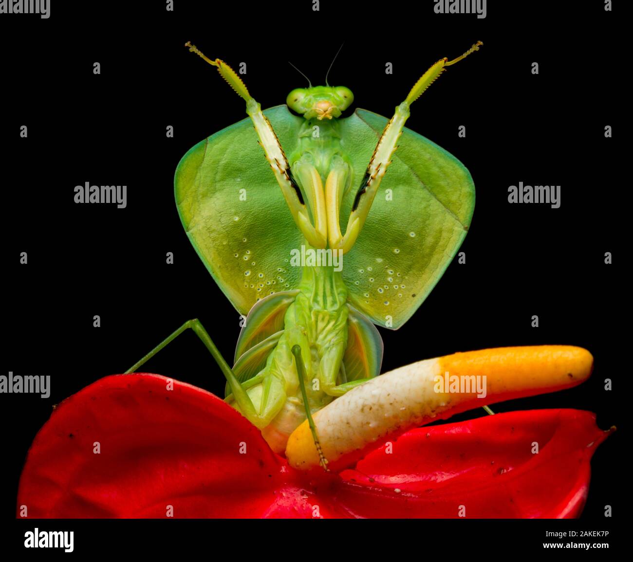 Tropical shield mantis (Choeradodis rhombicollis) in defensive position ...