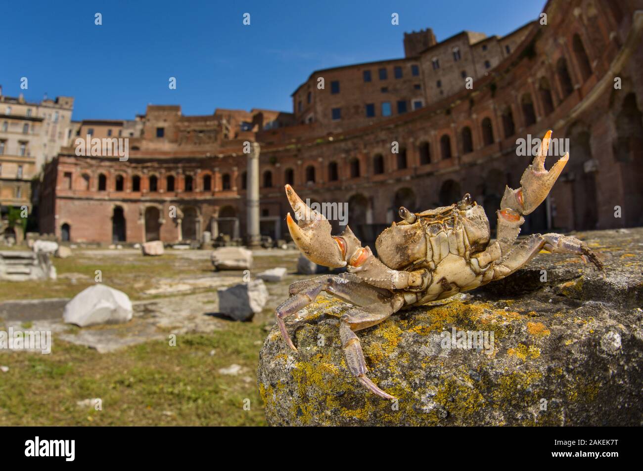 Freshwater crab (Potamon fluviatile) living in old Roman ruins, Traiano ...