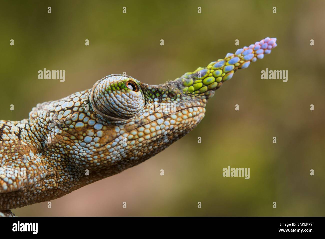 Lance-nosed chameleon (Calumma gallus), Andasibe-Mantadia National Park ...