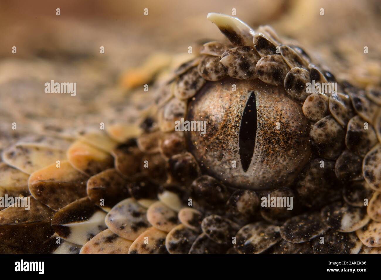 Horned adder (Bitis caudalis) close up of eye, Brandberg area, Namibia ...