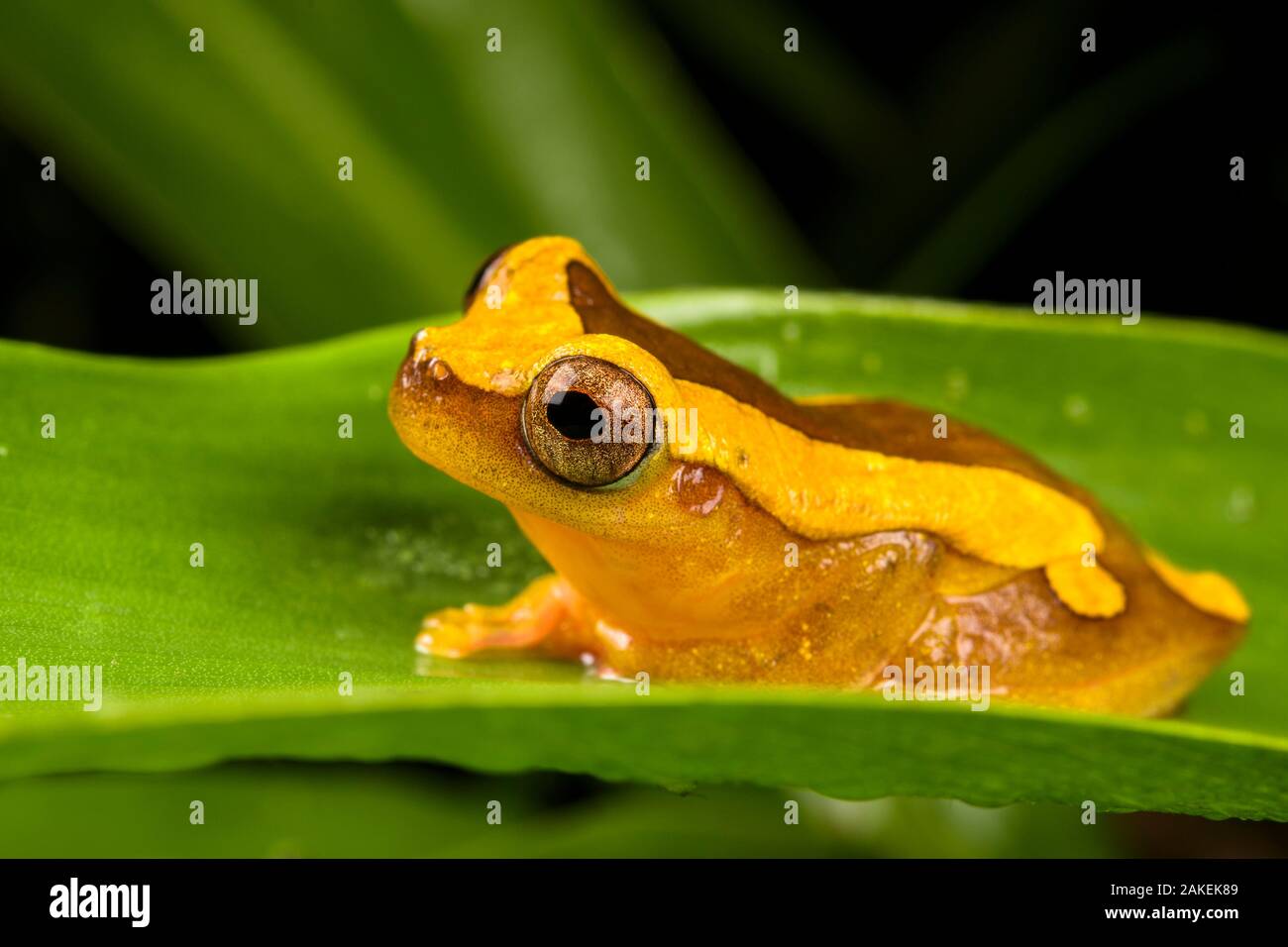 Dendropsophus leucophyllatus hi-res stock photography and images - Alamy