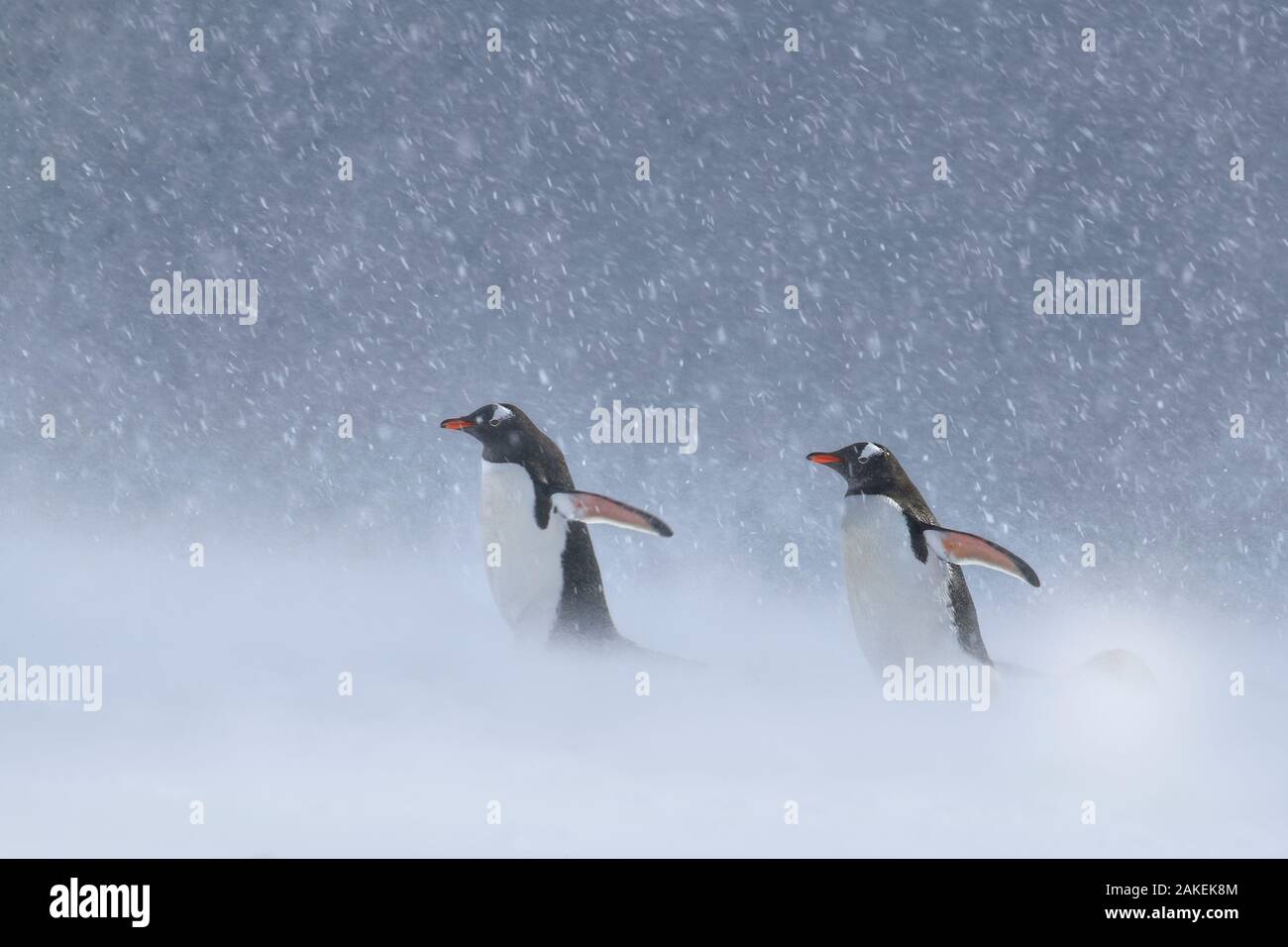 Animal snowstorm hi-res stock photography and images - Alamy