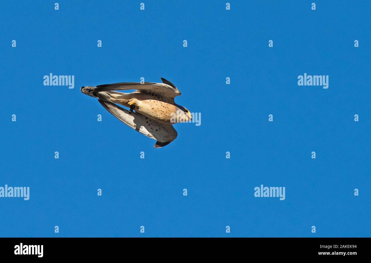 Mole birds hi-res stock photography and images - Alamy