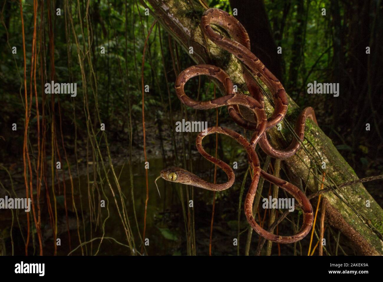Blunt-headed tree snake (Imantodes cenchoa) La Selva Biological Station ...