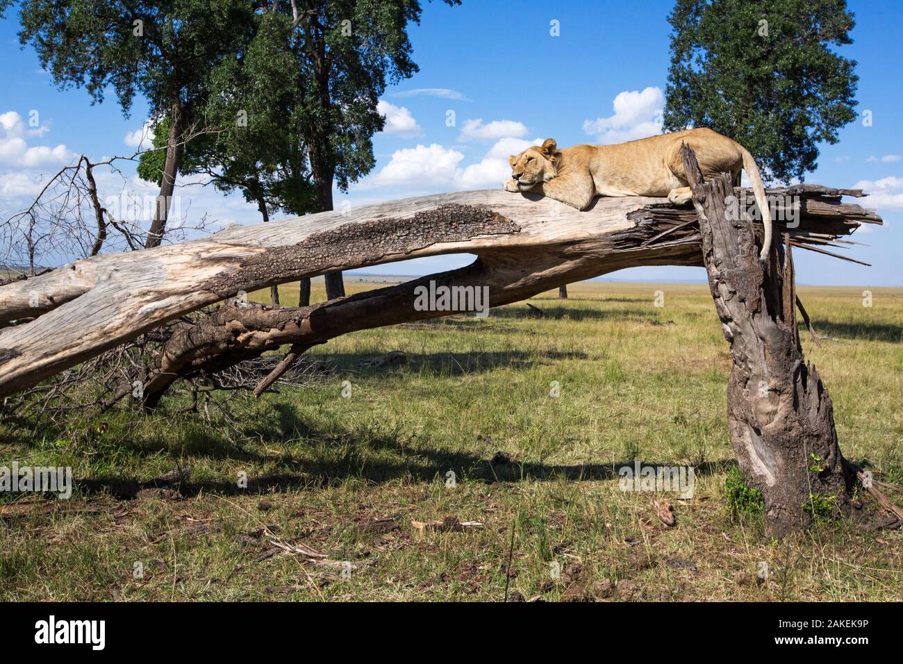 Lioness resting on tree hi-res stock photography and images - Alamy