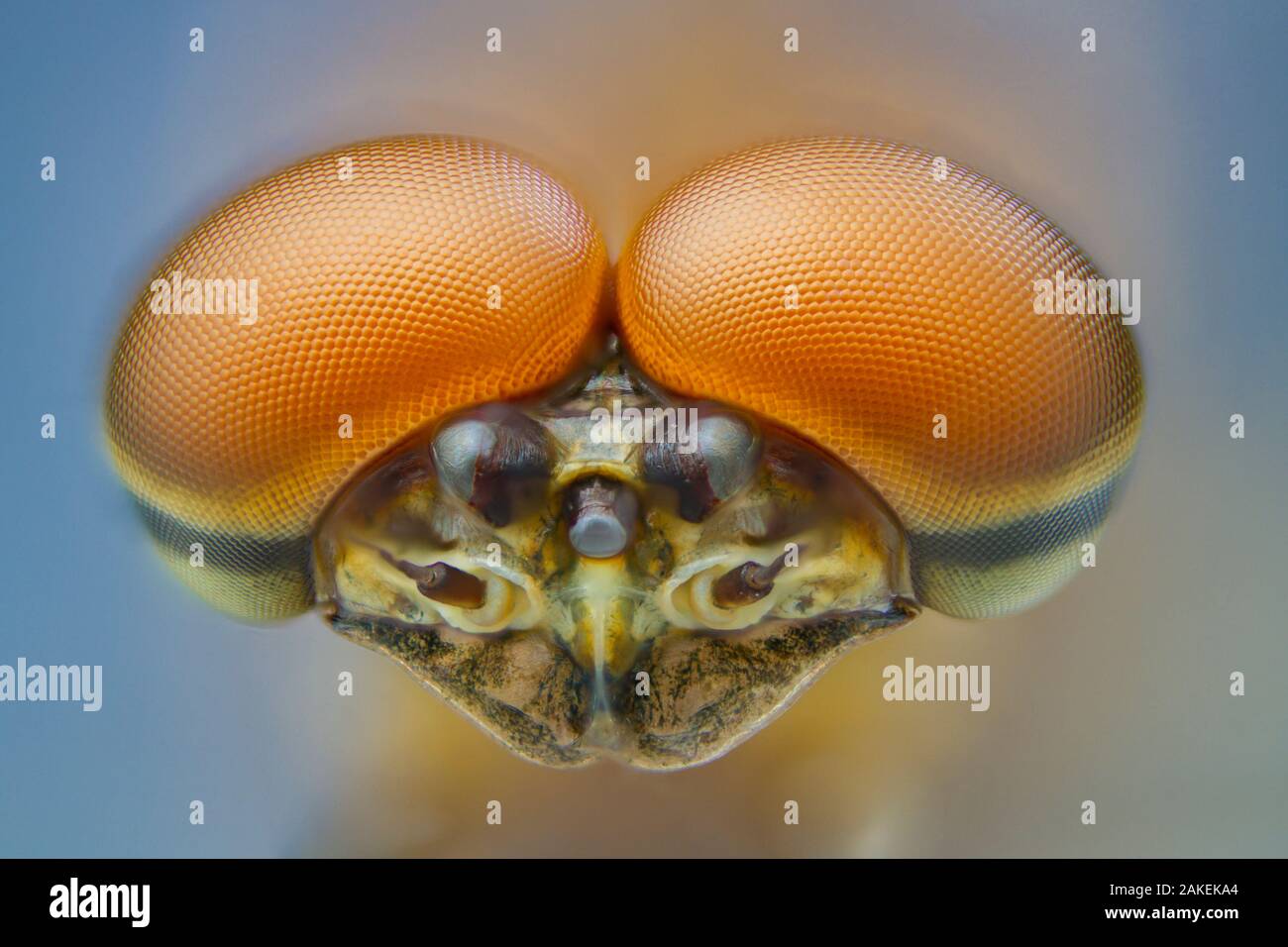 Heptageniidae hi-res stock photography and images - Alamy