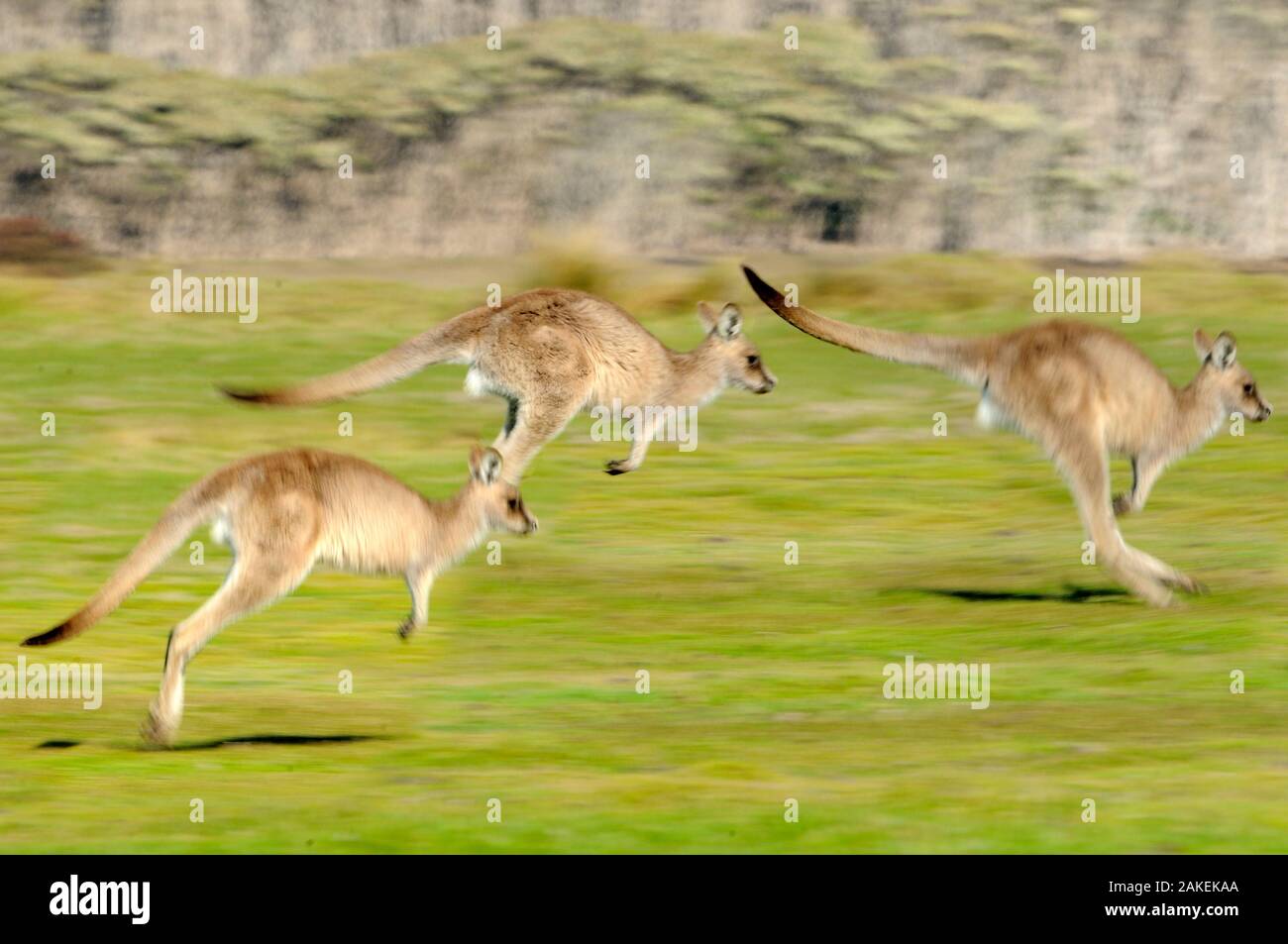 Forester kangaroo (Macropus giganteus) three leaping, Tasmania ...