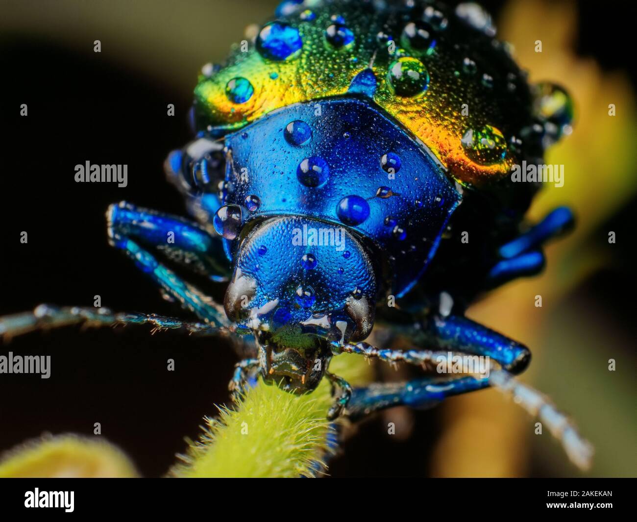 Metallic leaf beetle (Chrysomelidae) with rain droplets, frontal view ...
