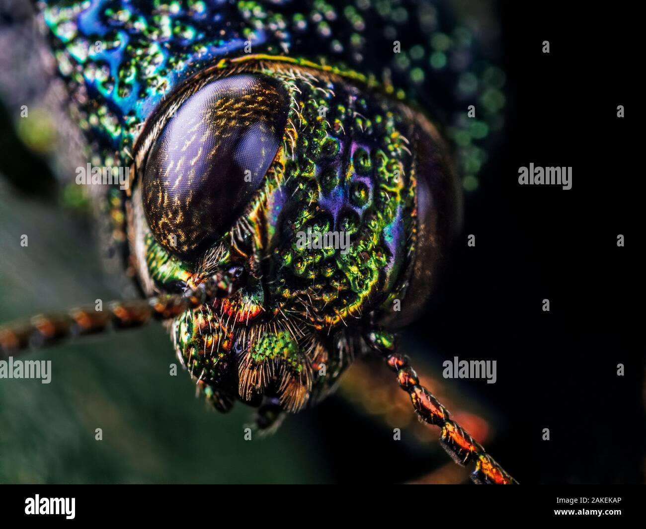 Red spotted jewel beetle hi-res stock photography and images - Alamy