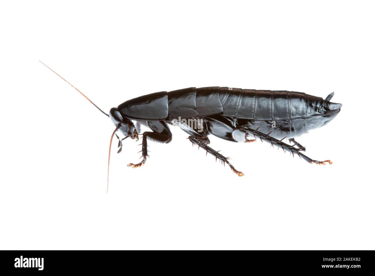 Cockroach side view hi-res stock photography and images - Alamy