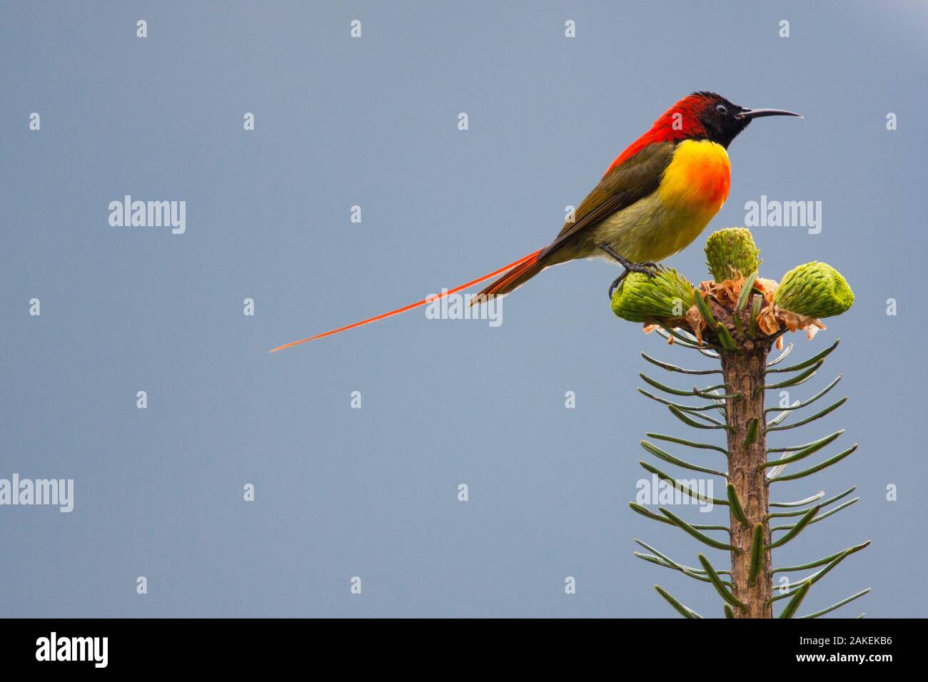 Sikkim bird hi-res stock photography and images - Alamy