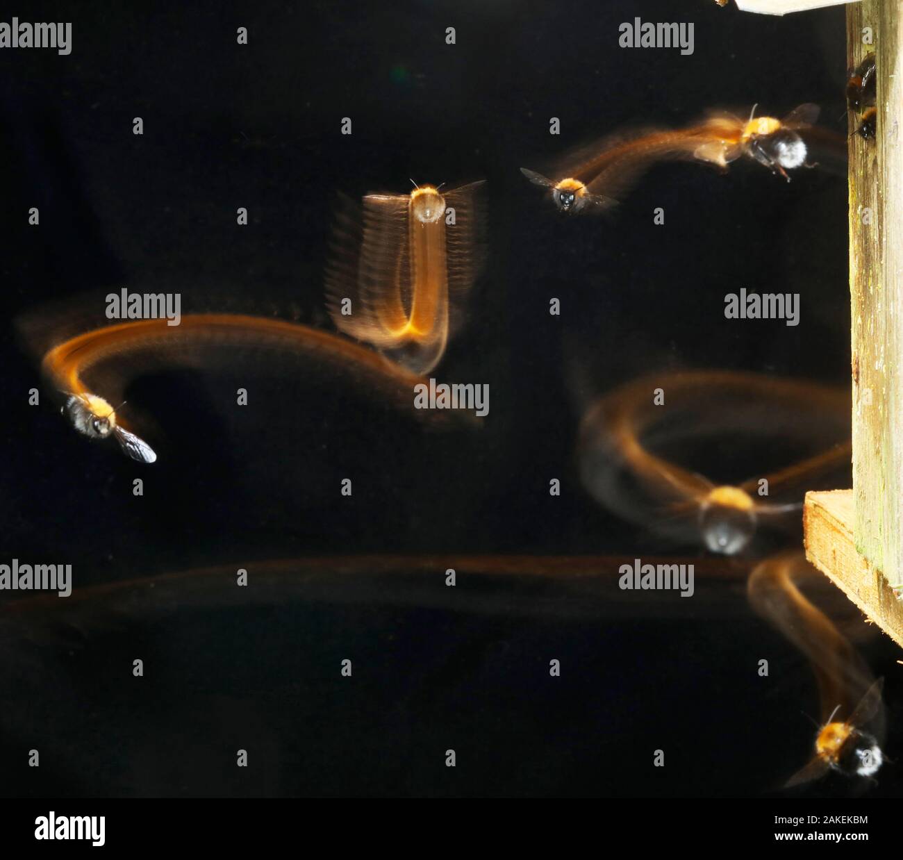 Tree bumblebee (Bombus hypnorum) workers patrolling entrance to nest in ...