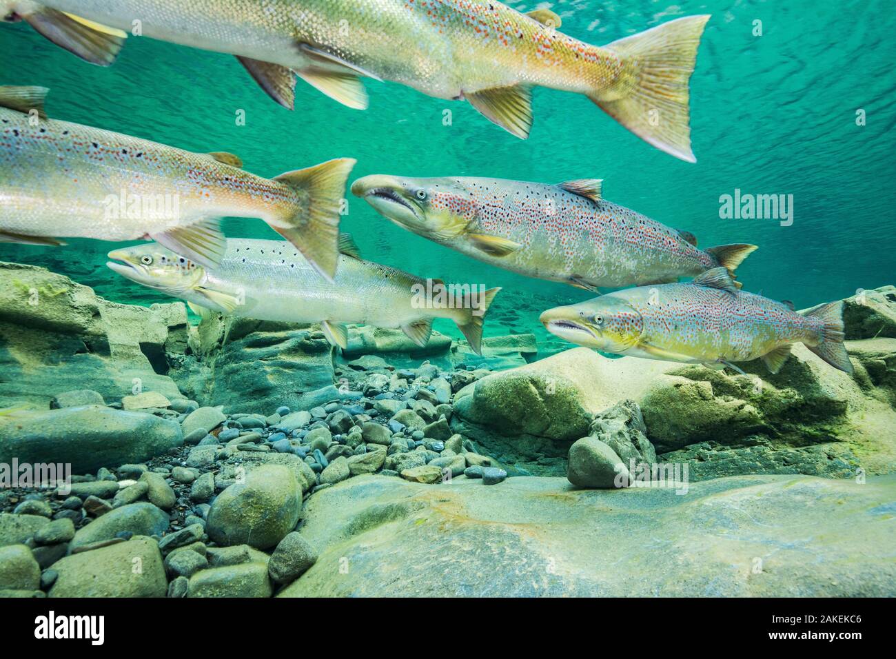 Atlantic salmon (Salmo salar) migrating for spawning in river, Gaspe ...
