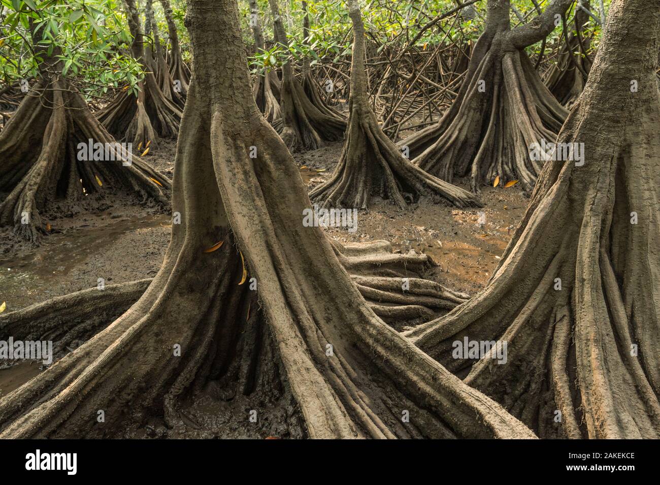Pelliciera rhizophorae hi-res stock photography and images - Alamy