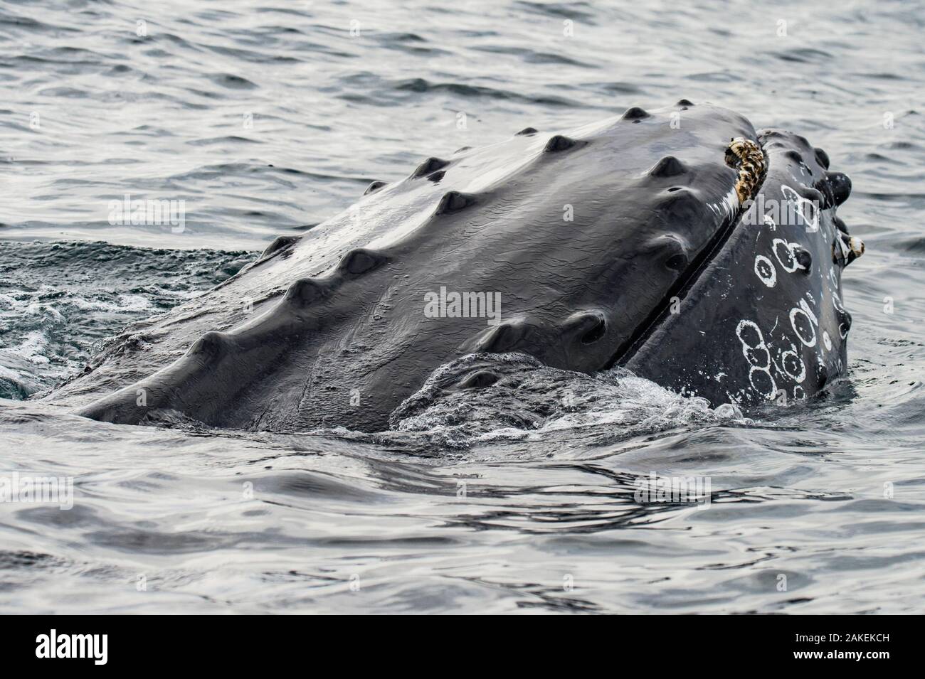 Humpback whale (Megaptera novaeangliae) surfacing, rostrum above ...