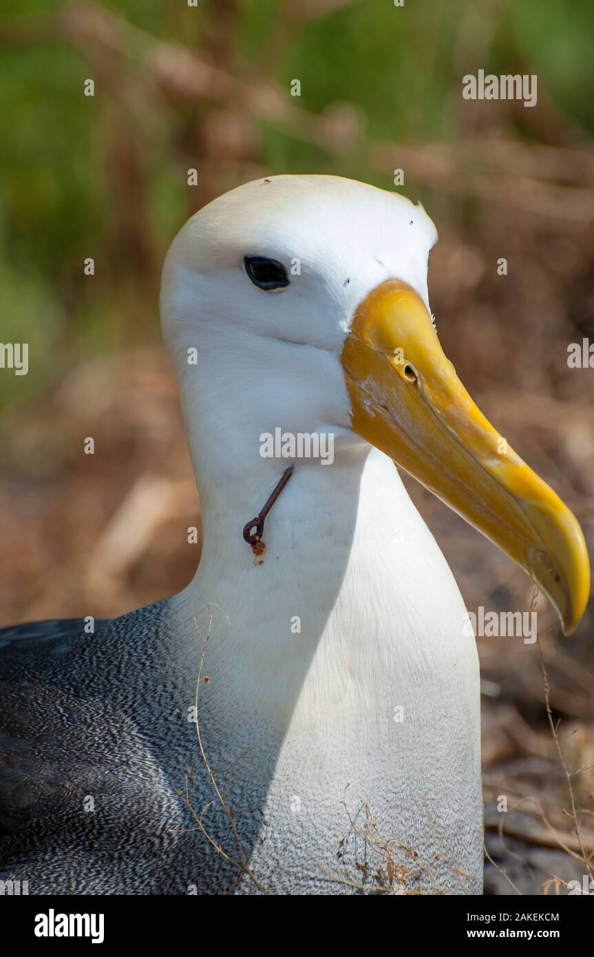 Albatross fish hook hi-res stock photography and images - Alamy