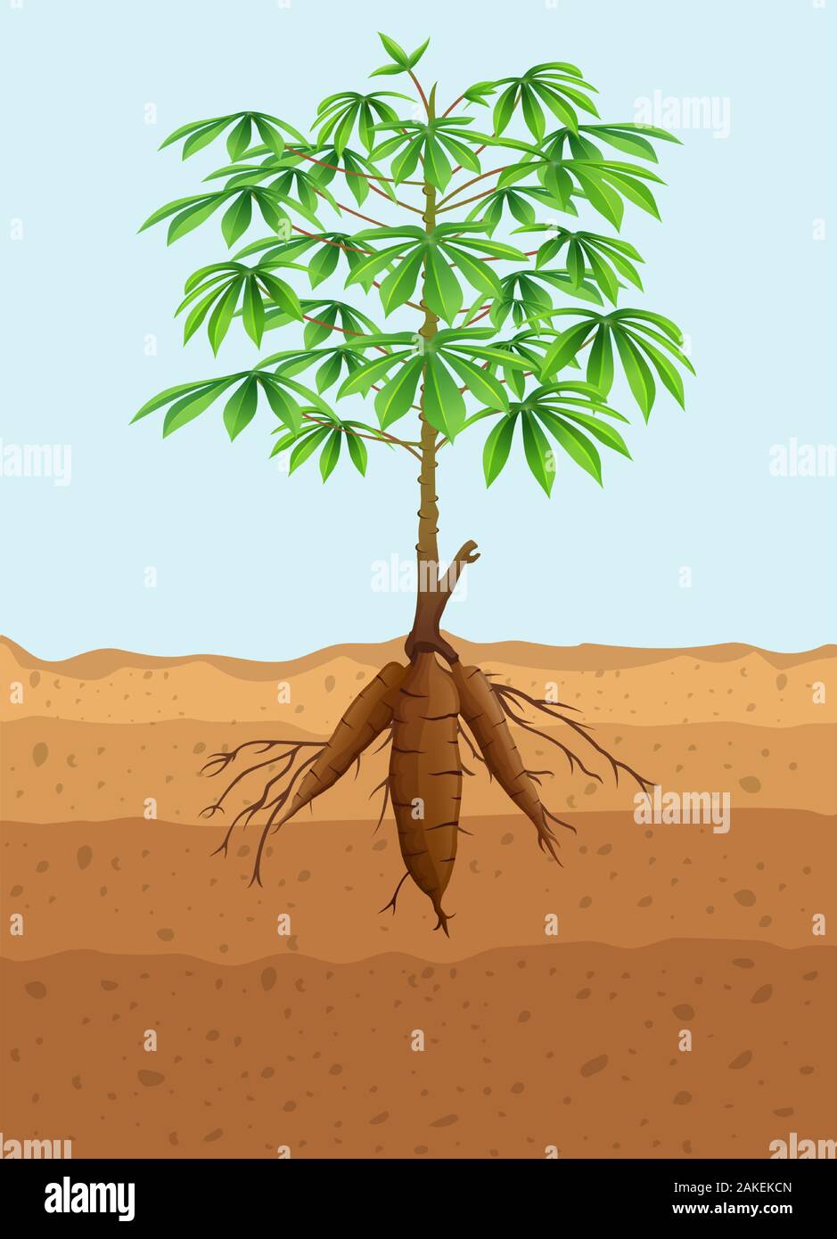 Cassava tree plant with roots Stock Vector Image & Art - Alamy